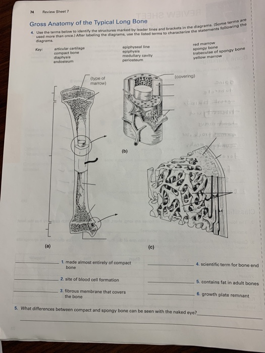 Gross Anatomy Of The Typical Long Bone Review Sheet 7 Anatomy Worksheets