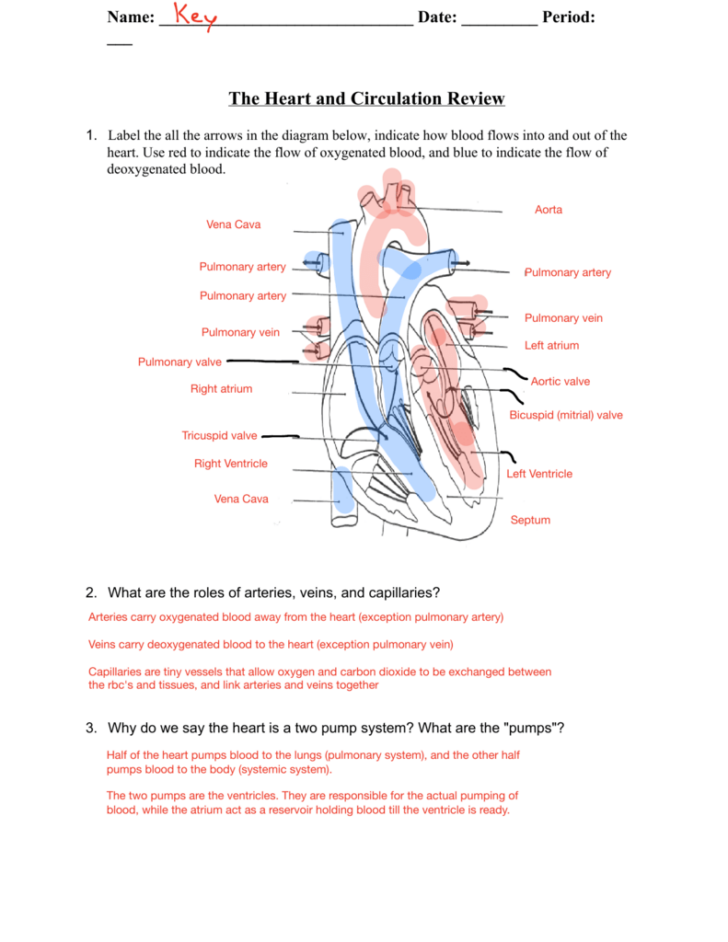 Heart Blood Flow Explained Anatomy Worksheets Heart Blood Flow Explained Anatomy Worksheets