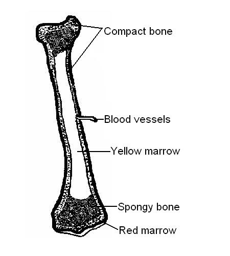 3 4 The Internal Anatomy Of A Bone Worksheet Answers Anatomy Worksheets