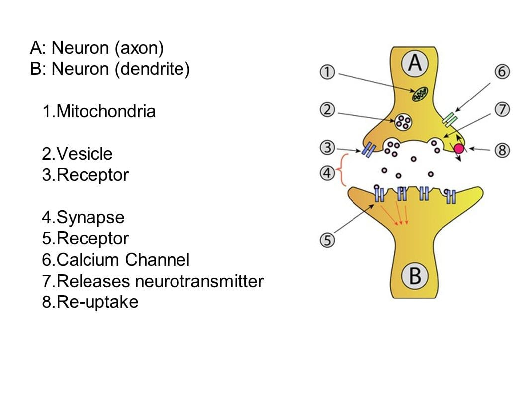 The Anatomy Of A Synapse Worksheet Key Anatomy Worksheets