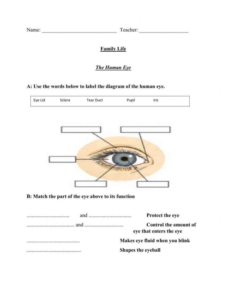The Human Eye Interactive Worksheet | Anatomy Worksheets