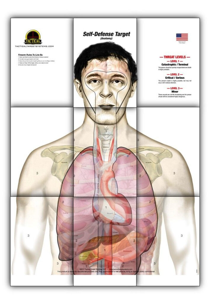 | Anatomy Worksheets