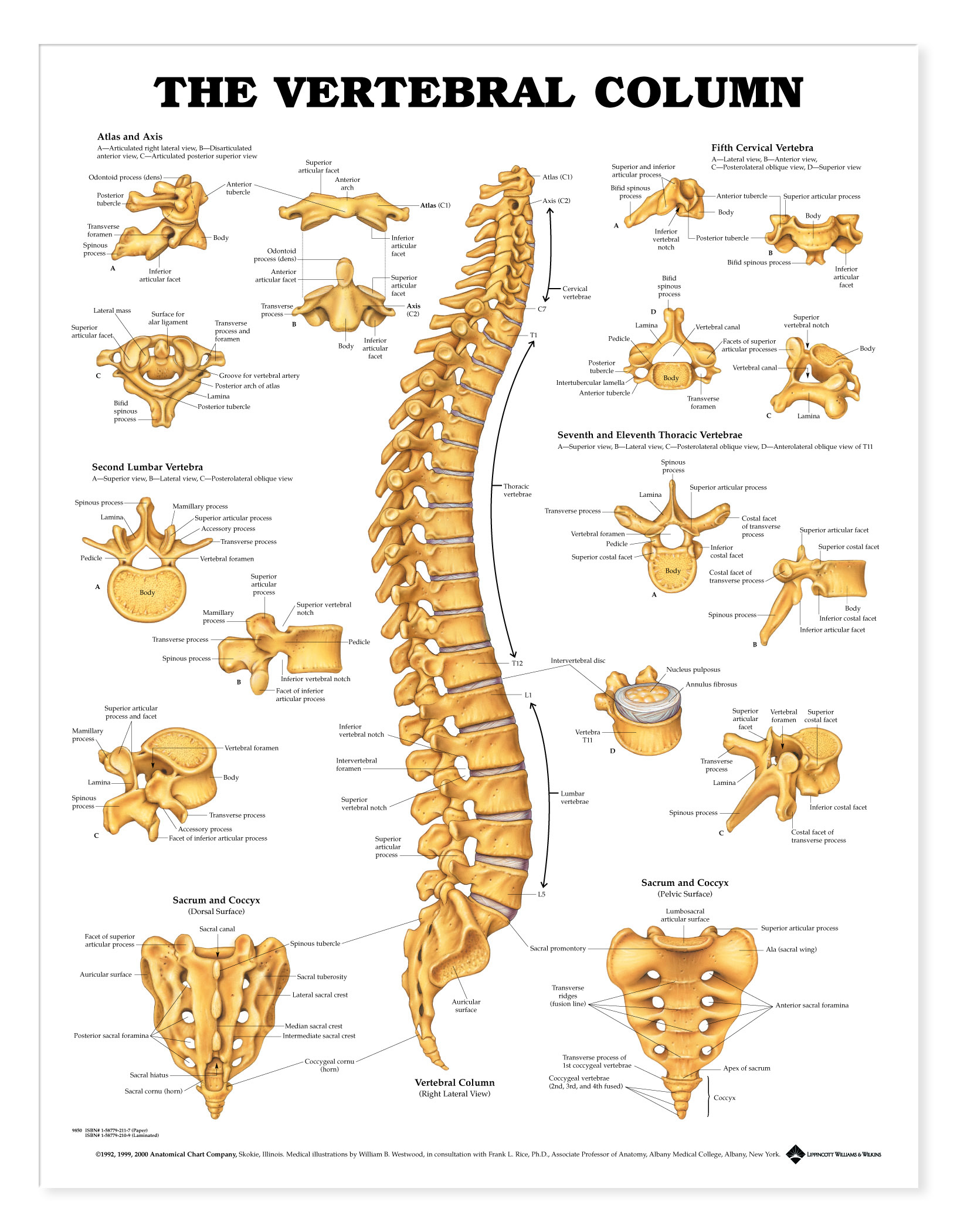 Vertebral Column Anatomy Worksheet Anatomy Worksheets
