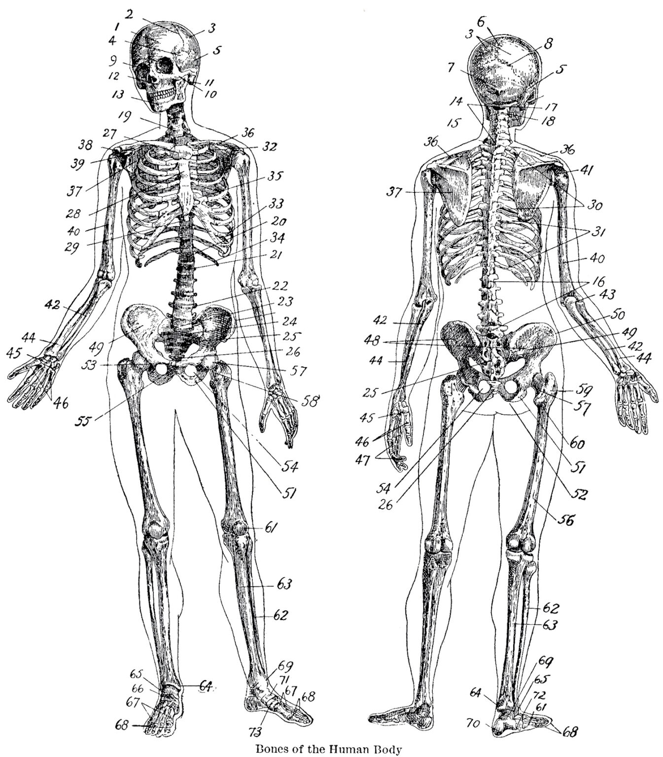 Skeleton Anatomy Printable | Anatomy Worksheets