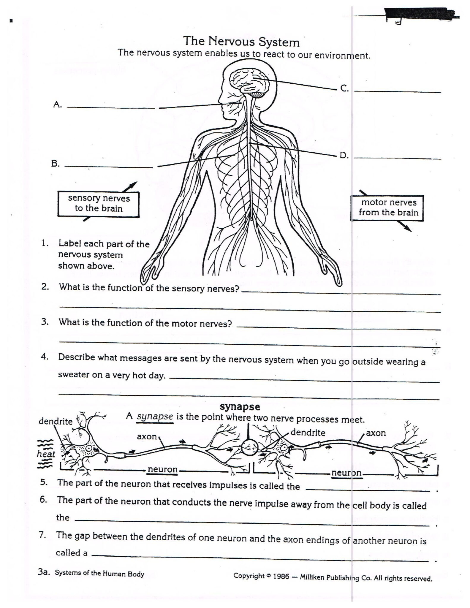 Human Anatomy And Physiology Nervous System Worksheet Answers | Anatomy ...